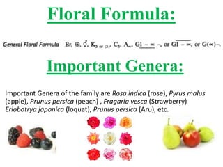 Rosaceae family-Plant Taxonomy | PPTX