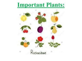 Rosaceae family-Plant Taxonomy | PPTX