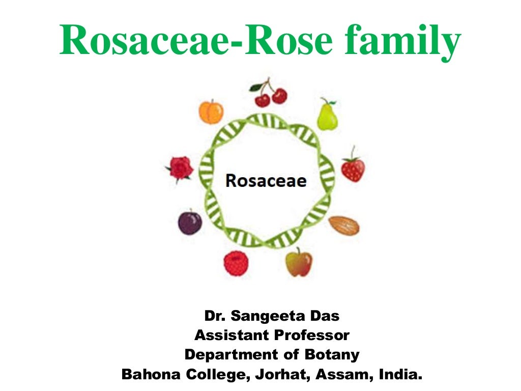 Rosaceae family-Plant Taxonomy