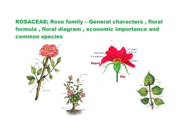 Rosaceae family-Plant Taxonomy