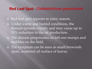 Diseases Rosa grass | PPTX