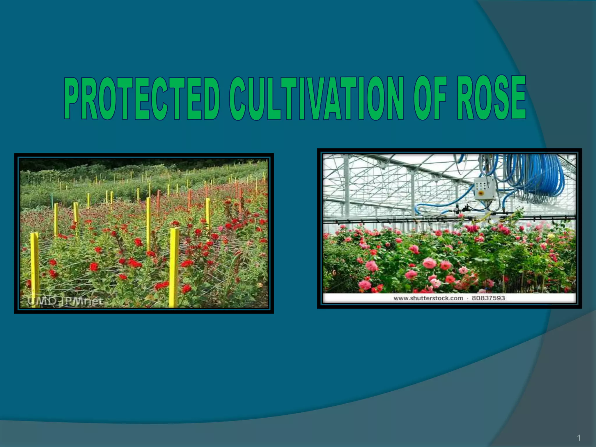 PROTECTED CULTIVATION OF ROSES | PPTX