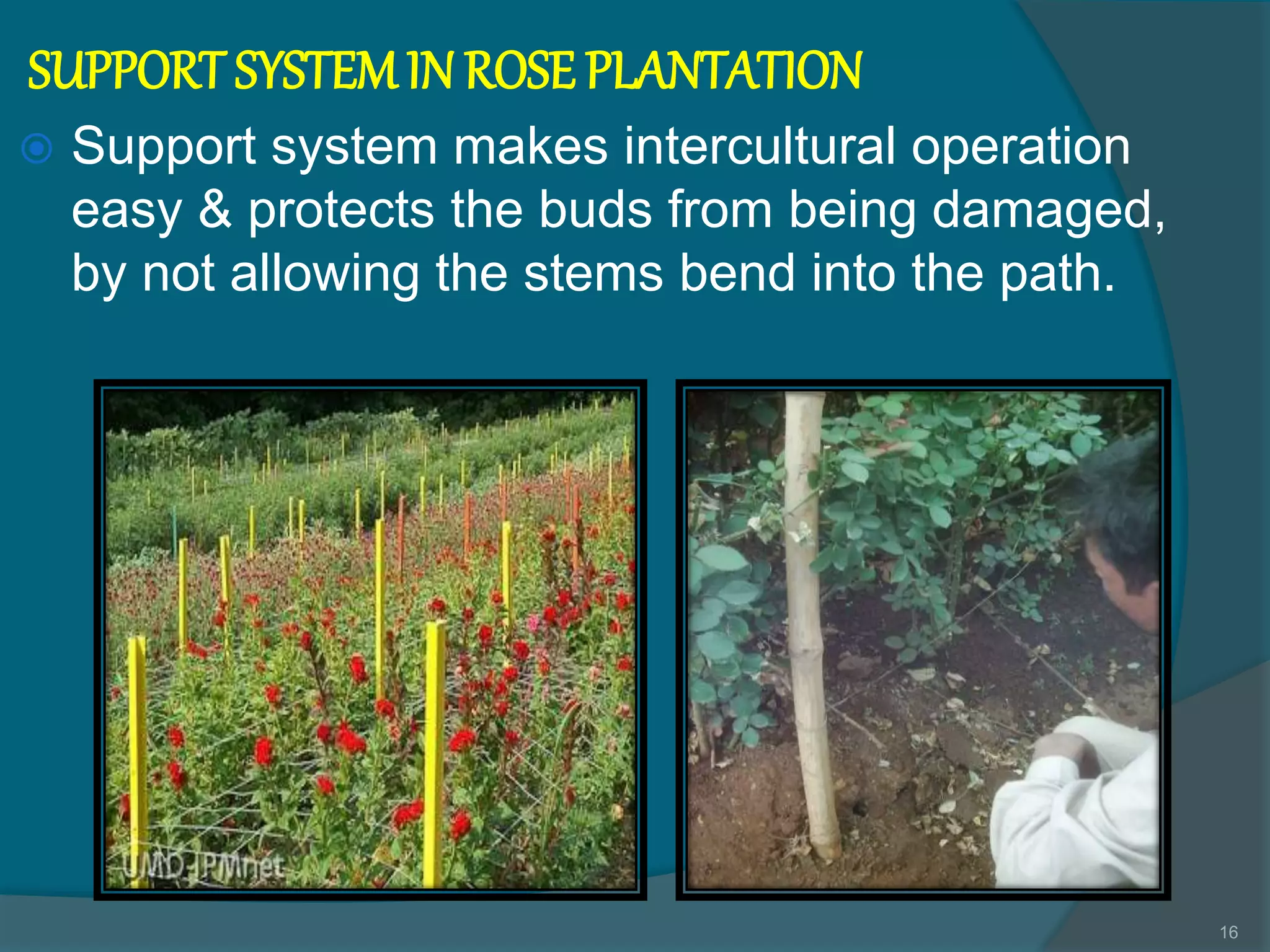 PROTECTED CULTIVATION OF ROSES | PPTX