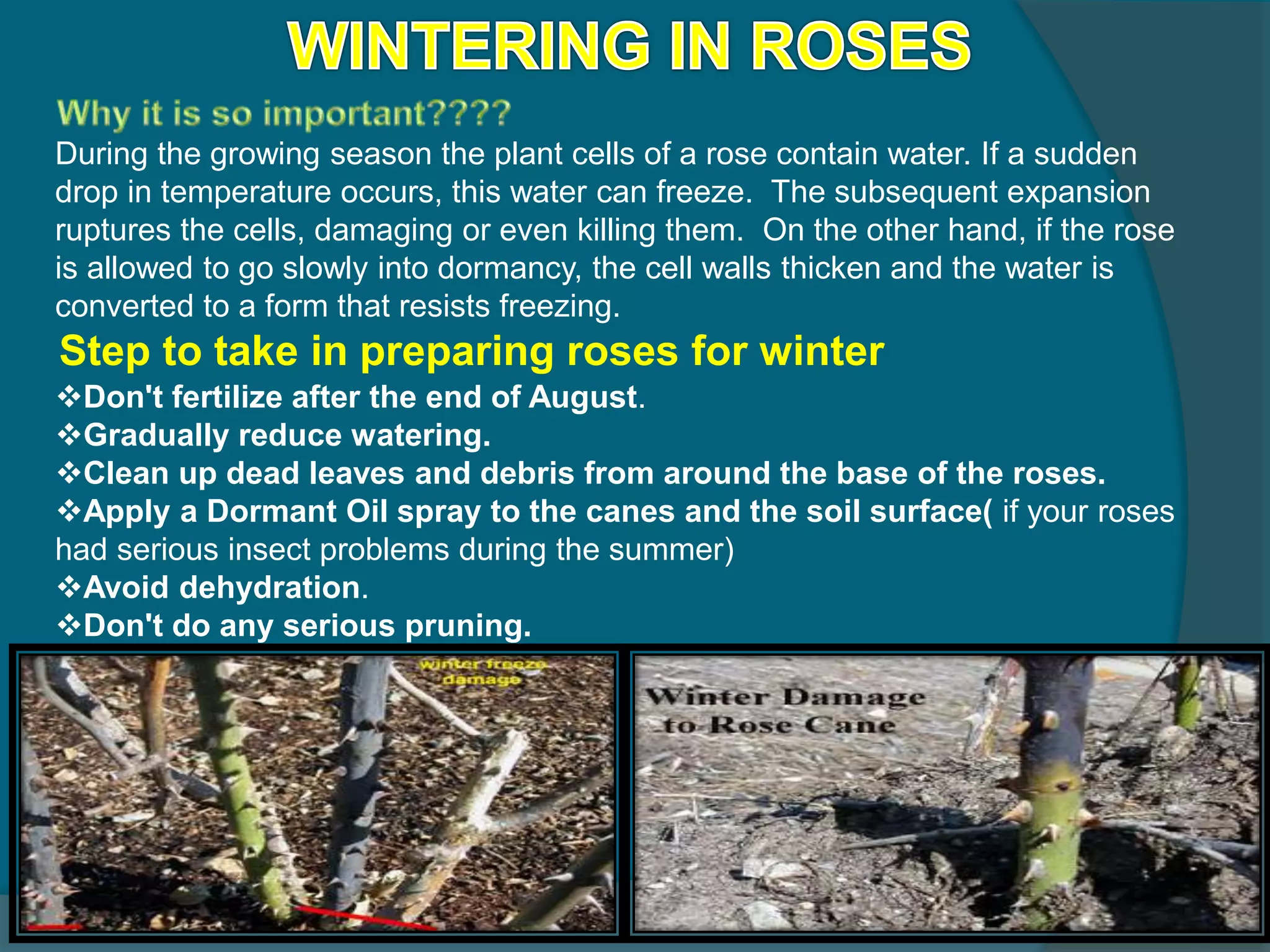 PROTECTED CULTIVATION OF ROSES | PPTX