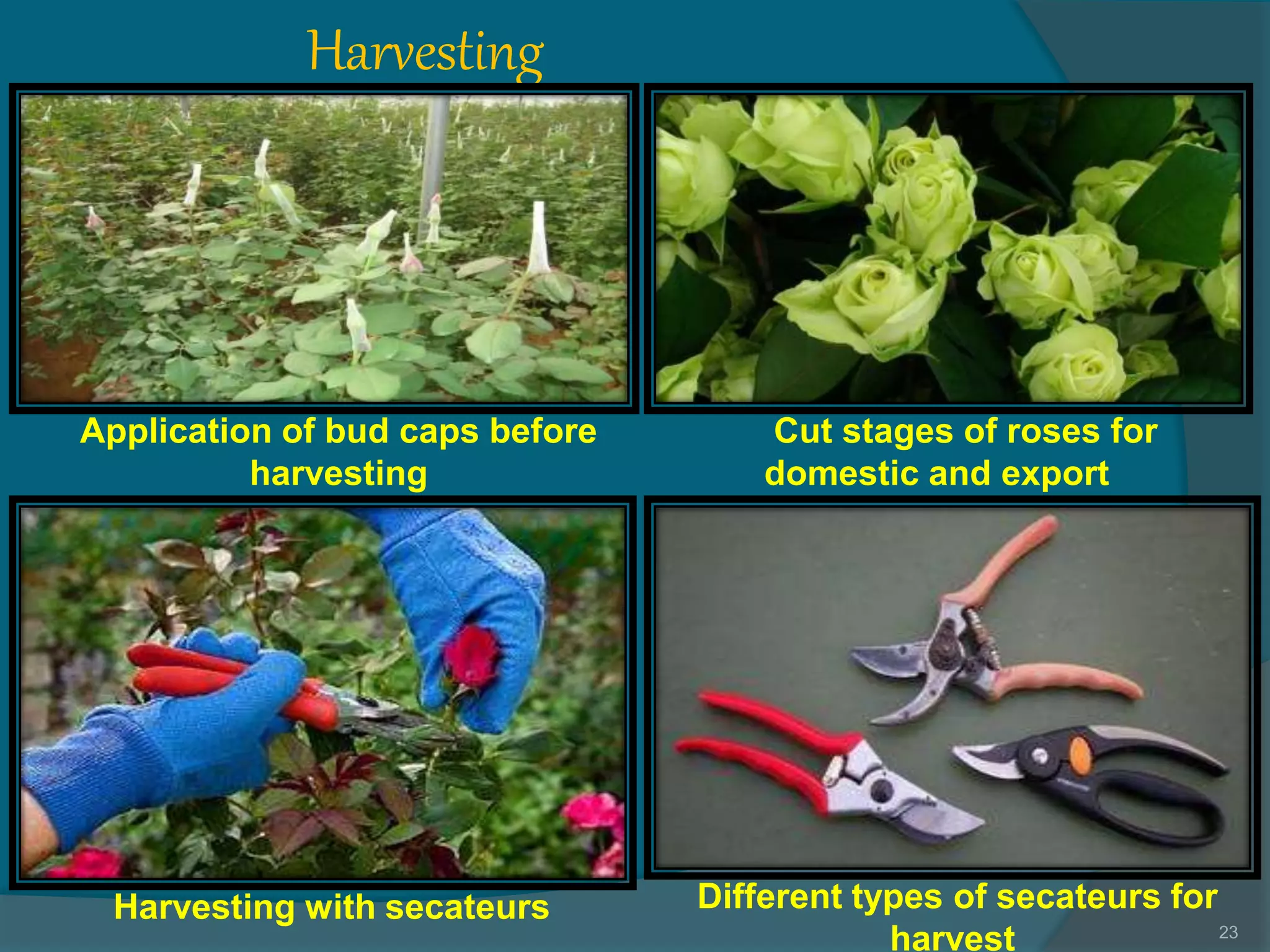 PROTECTED CULTIVATION OF ROSES | PPTX
