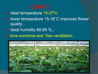 PROTECTED CULTIVATION OF ROSES | PPTX