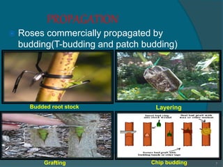 PROTECTED CULTIVATION OF ROSES | PPTX