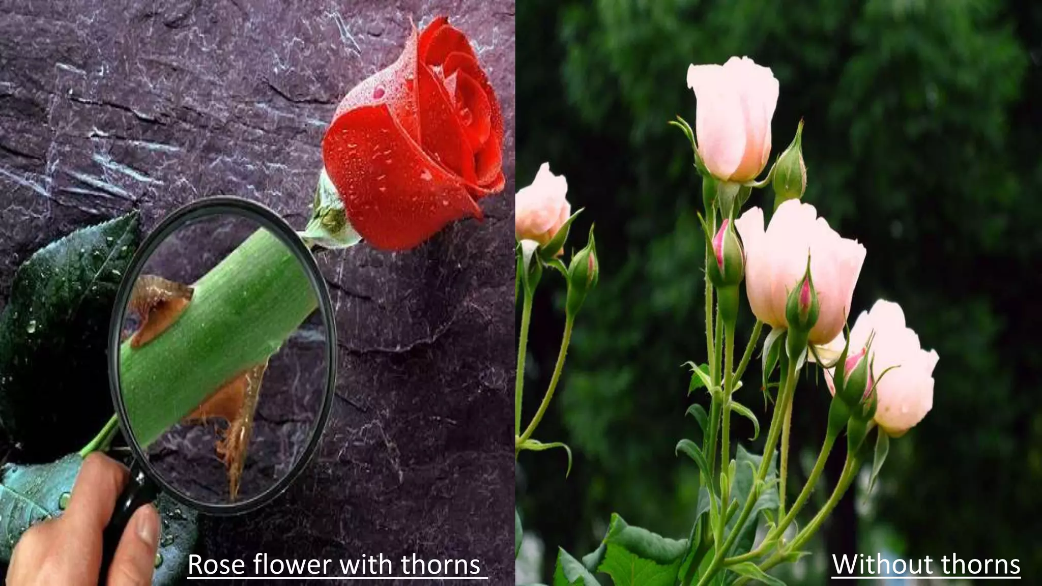 Breeding objectives and breeding procedures of Rose | PDF