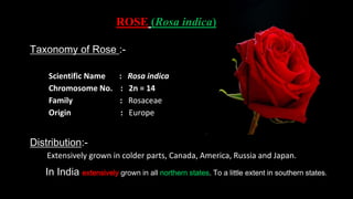 Breeding objectives and breeding procedures of Rose | PDF