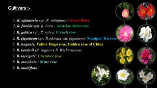 Breeding objectives and breeding procedures of Rose | PDF