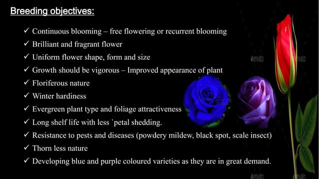 Breeding objectives and breeding procedures of Rose | PDF