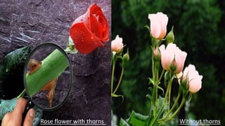 Breeding objectives and breeding procedures of Rose | PDF