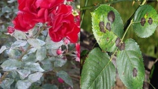 Breeding objectives and breeding procedures of Rose | PDF