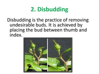 Rose cultivation | PPTX