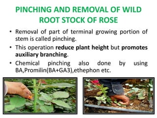Rose cultivation | PPTX