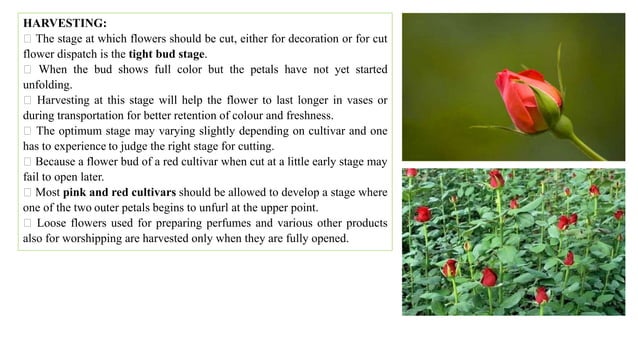 Rose | PPTX | Gardening | Home & Garden