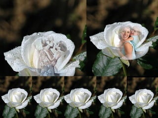 Rose e sentimenti | PPT