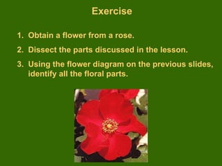 Roseanatomy | PDF