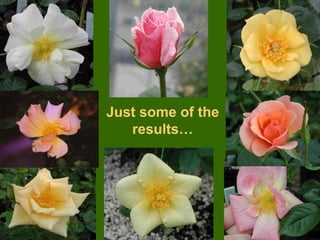Roseanatomy | PDF