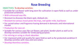 Rose Breeding.pptx