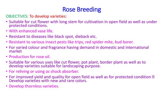Rose Breeding.pptx | Perfume and Fragrance | Beauty