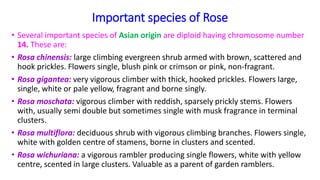 Rose Breeding.pptx