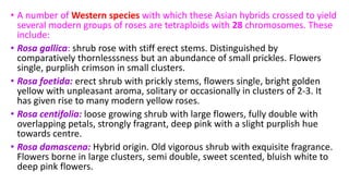 Rose Breeding.pptx