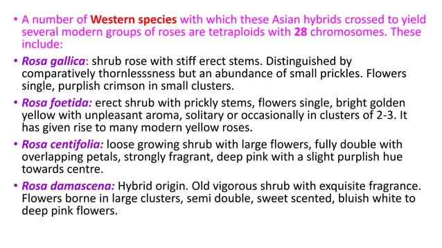 Rose Breeding.pptx | Perfume and Fragrance | Beauty