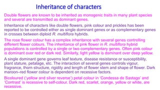 Rose Breeding.pptx