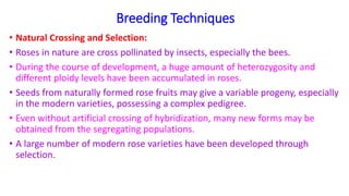 Rose Breeding.pptx