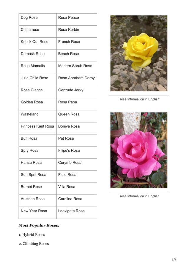Rose Information in English-Rose Information for Project-Rose ...