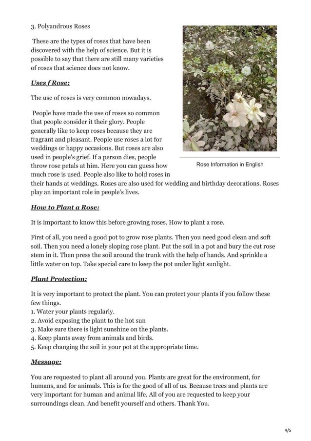 Rose Information in English-Rose Information for Project-Rose ...