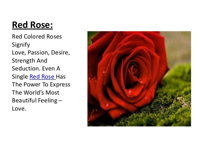 Meaning Of Single Roses meaning-of-single-roses