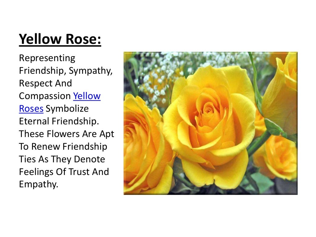 Rose Its Colors And Numbers Rose Its Colors And Numbers