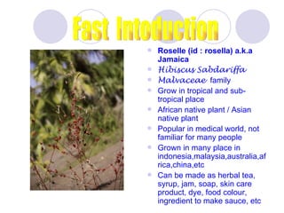 Roselle | PPT