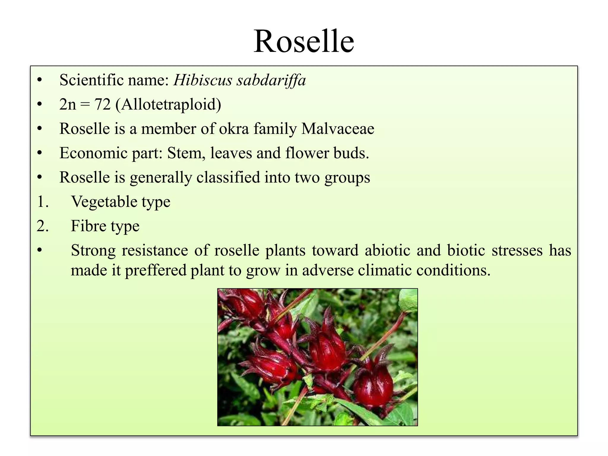 Roselle | PPTX