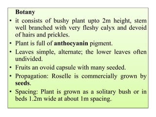 Roselle | PPTX