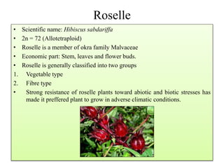 Roselle Plant Health Benefits