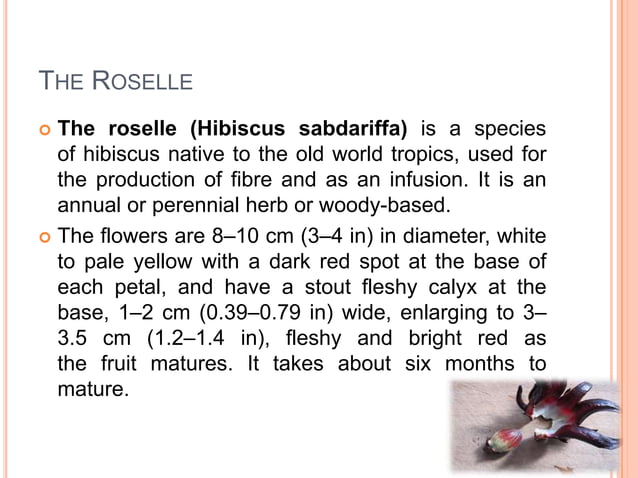 What is Roselle | PPT