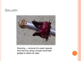 What is Roselle | PPT