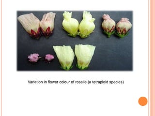 What is Roselle | PPT