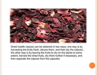 What is Roselle | PPT