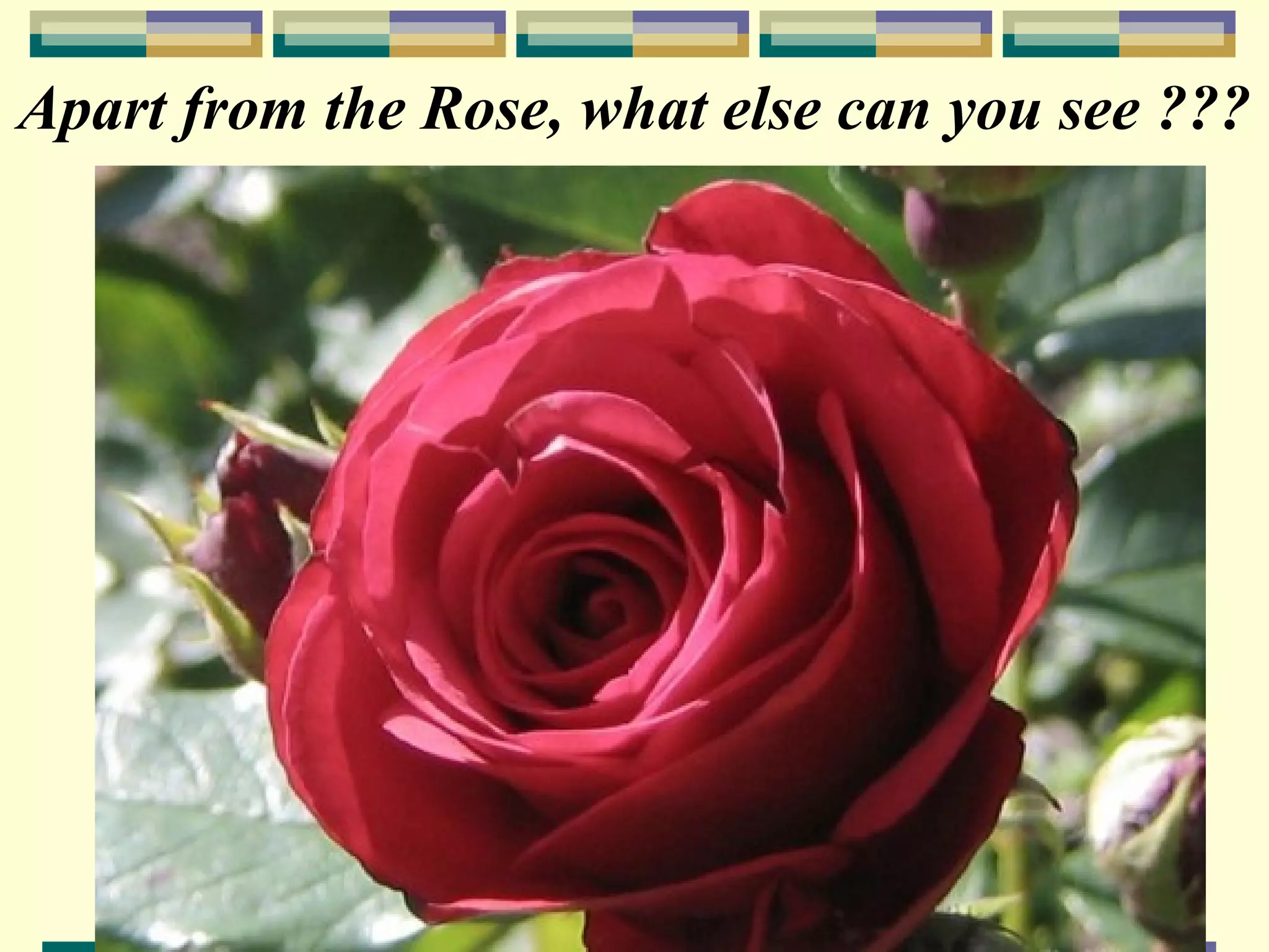 Rosemarie rizzo parse | PPT