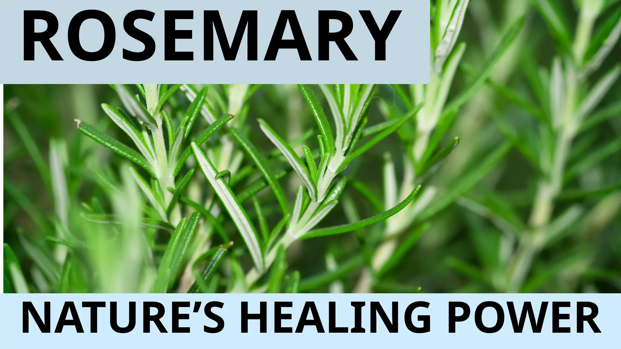Health Benefits of Rosemary: Unlock the Power of Nature! | PPTX | Herbs ...