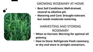 Health Benefits of Rosemary: Unlock the Power of Nature! | PPTX