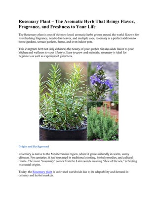 Rosemary Plant – Hardy Culinary Herb with Refreshing Aroma | PDF