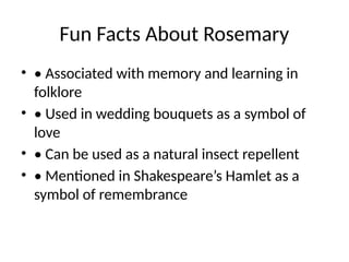 The_Rosemary_the_herb_A_Presentation.pptx