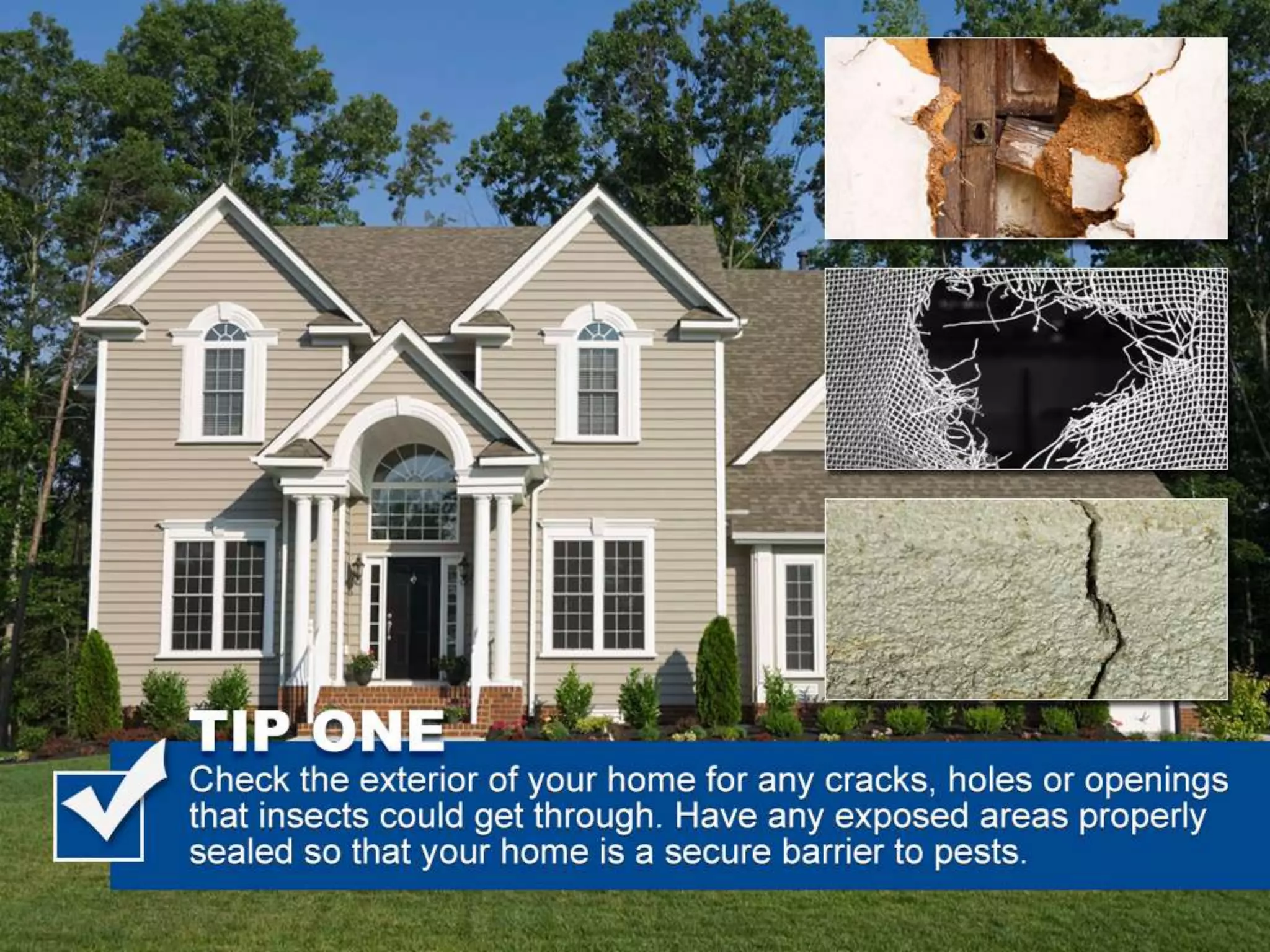 Rose pest solutions spring pest tips | PPTX