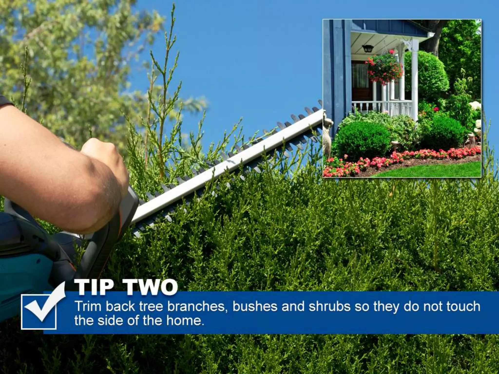 Rose pest solutions spring pest tips | PPTX