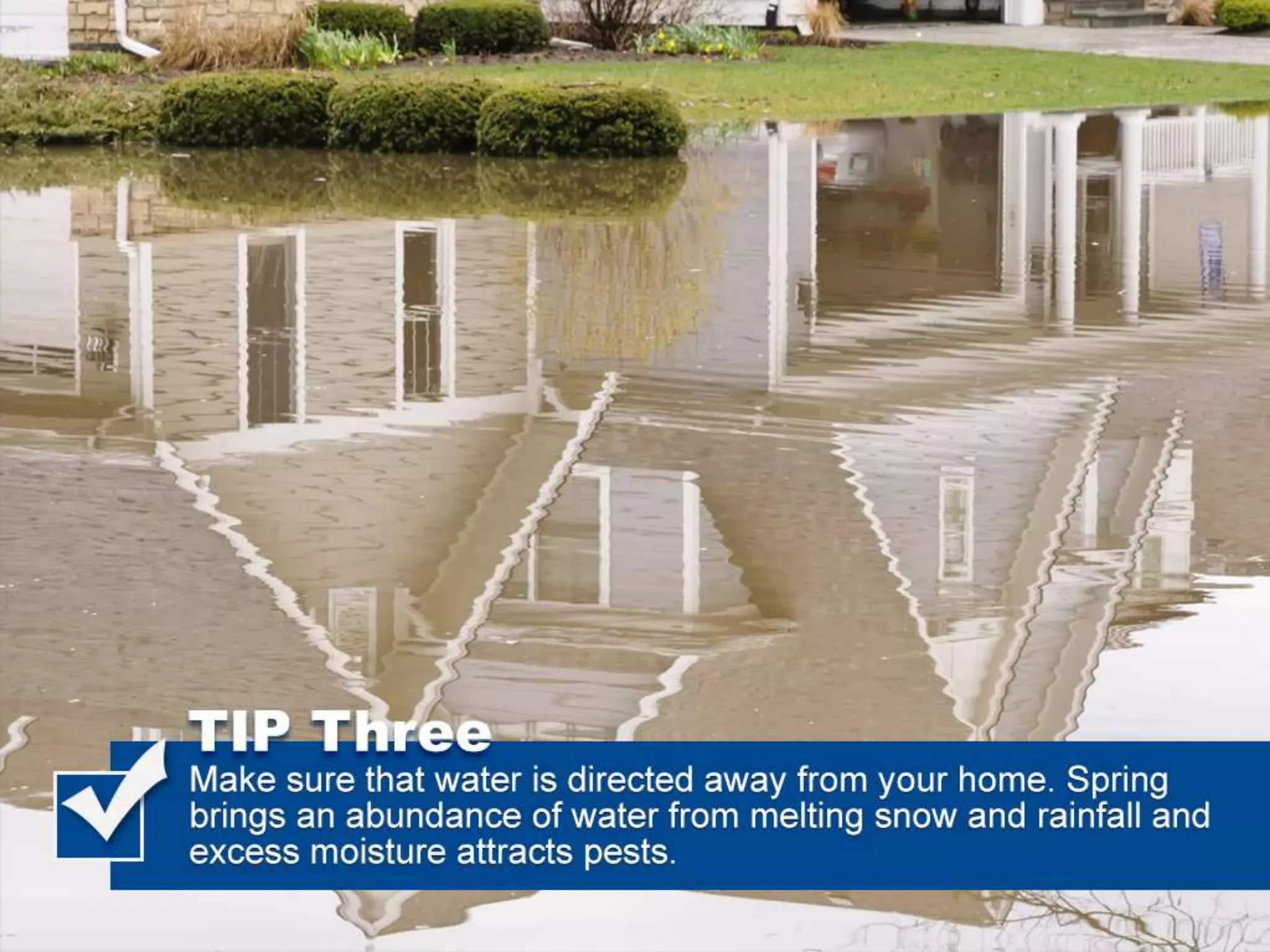 Rose pest solutions spring pest tips | PPTX